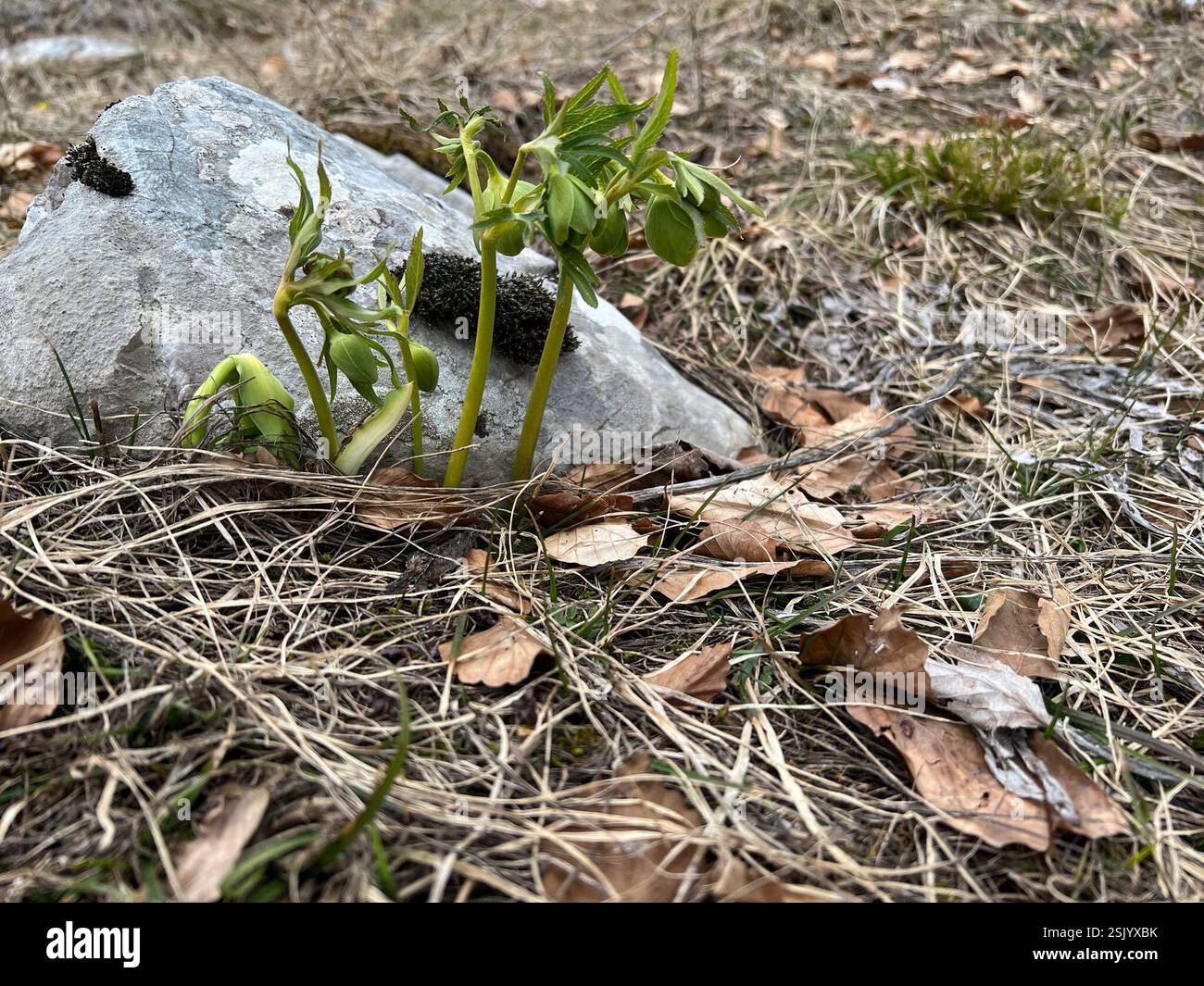(Helleborus multifidus), Plantae, R 1004, Grad Livno, Federacija Bosne ...