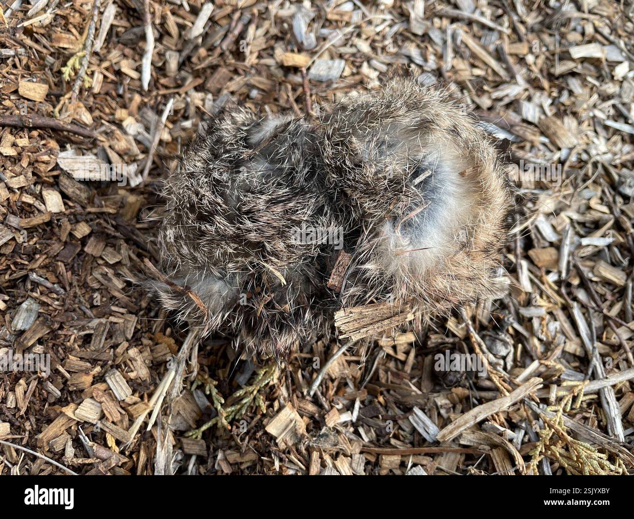 Cottontail Rabbits (Sylvilagus), Mammalia, Via Laguna Vista, San Luis ...