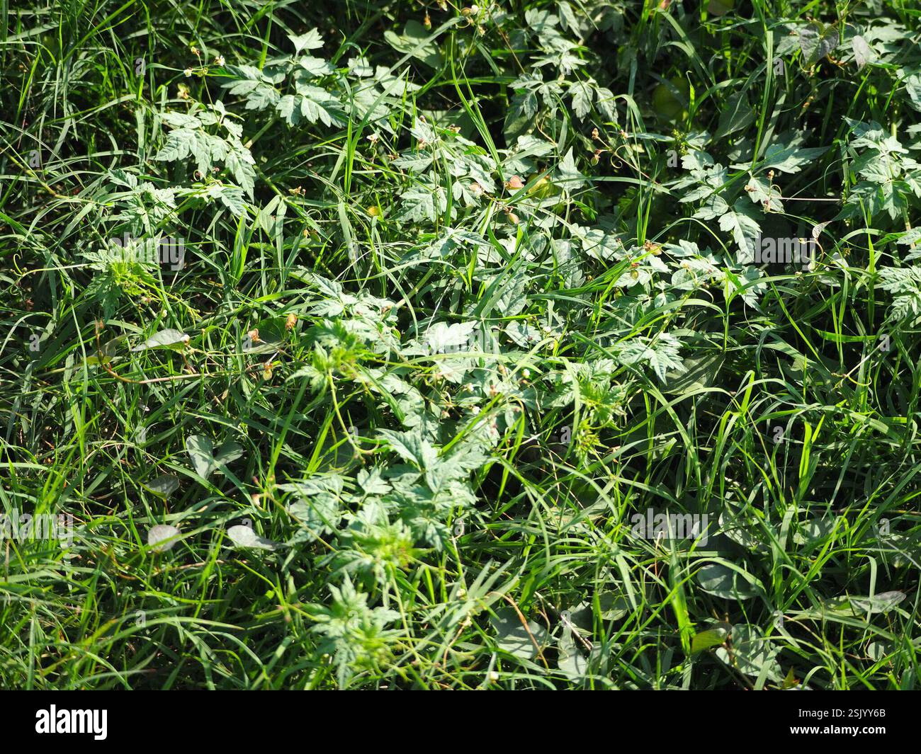 Lesser Balloon Vine (Cardiospermum halicacabum), Plantae, 台灣雲林縣 Stock ...