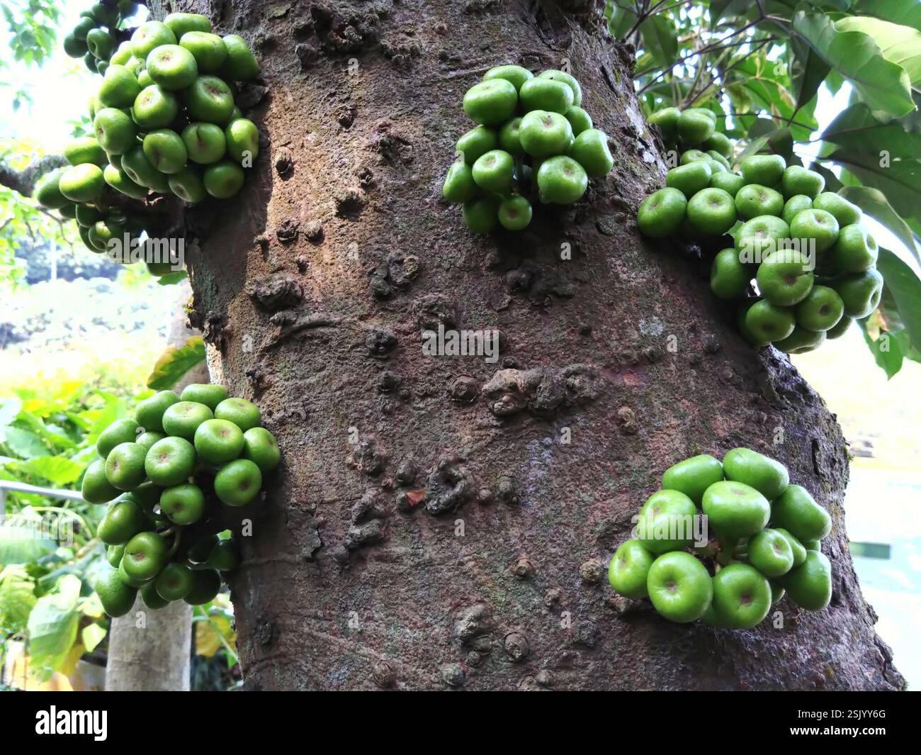 Common Red-stem Fig (Ficus variegata), Plantae, Kadoorie Farm, Kadoorie ...