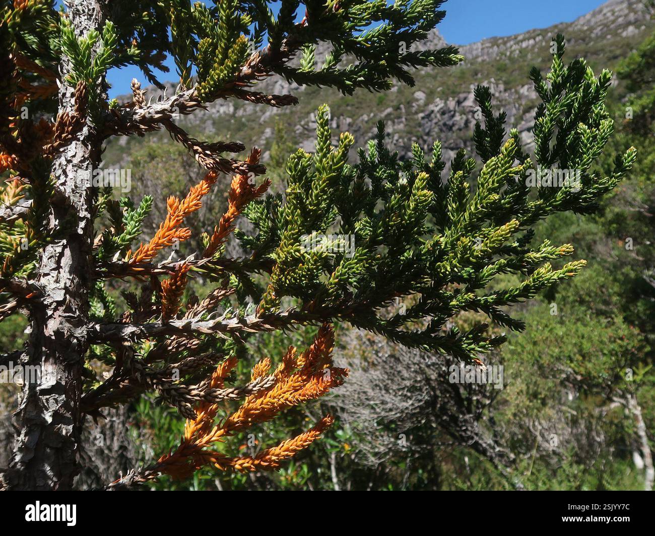 King Billy pine (Athrotaxis selaginoides), Plantae, Winterbrook Falls ...