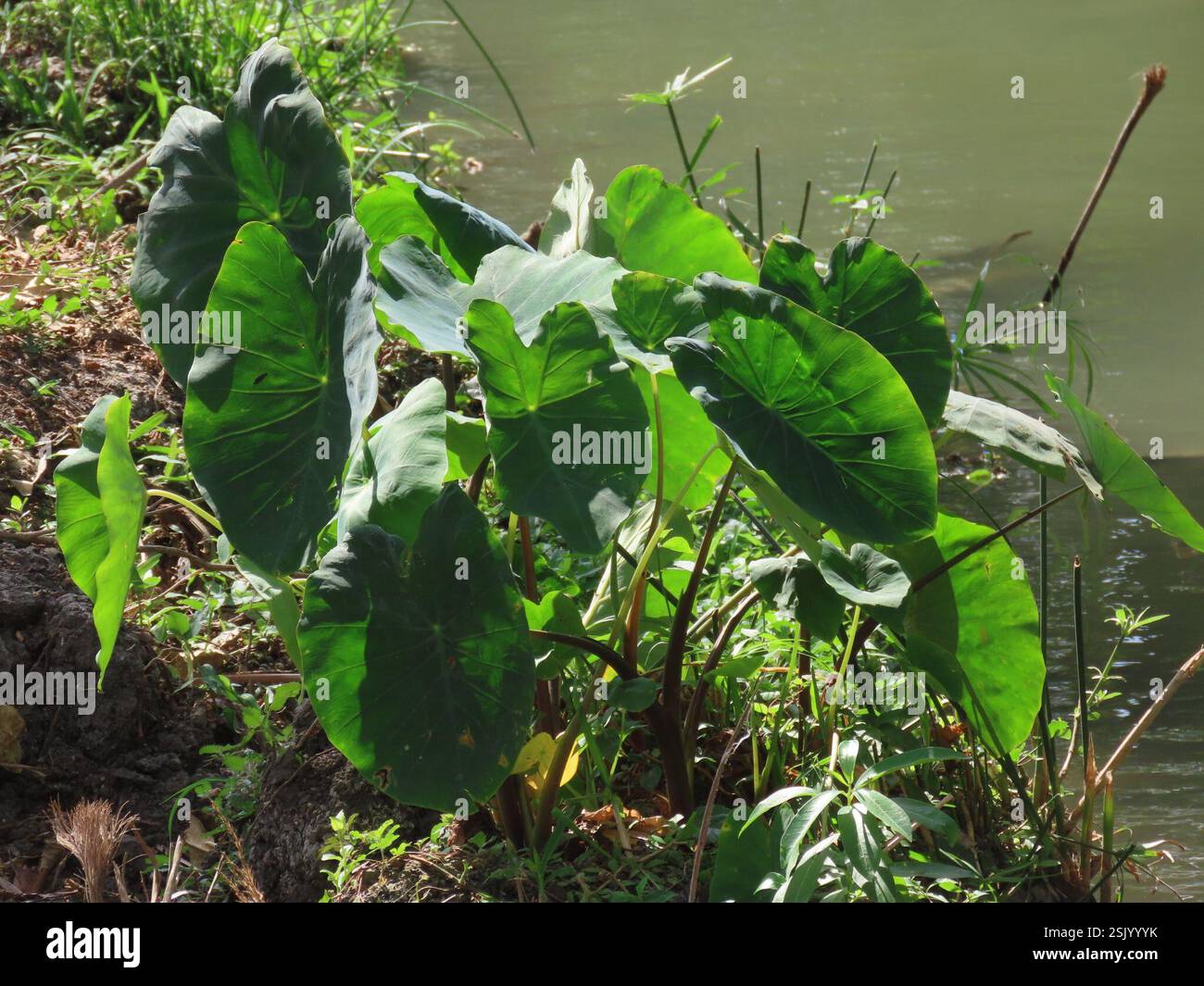 Taro (Colocasia esculenta), Plantae, Tamarindo, Cuba Stock Photo - Alamy