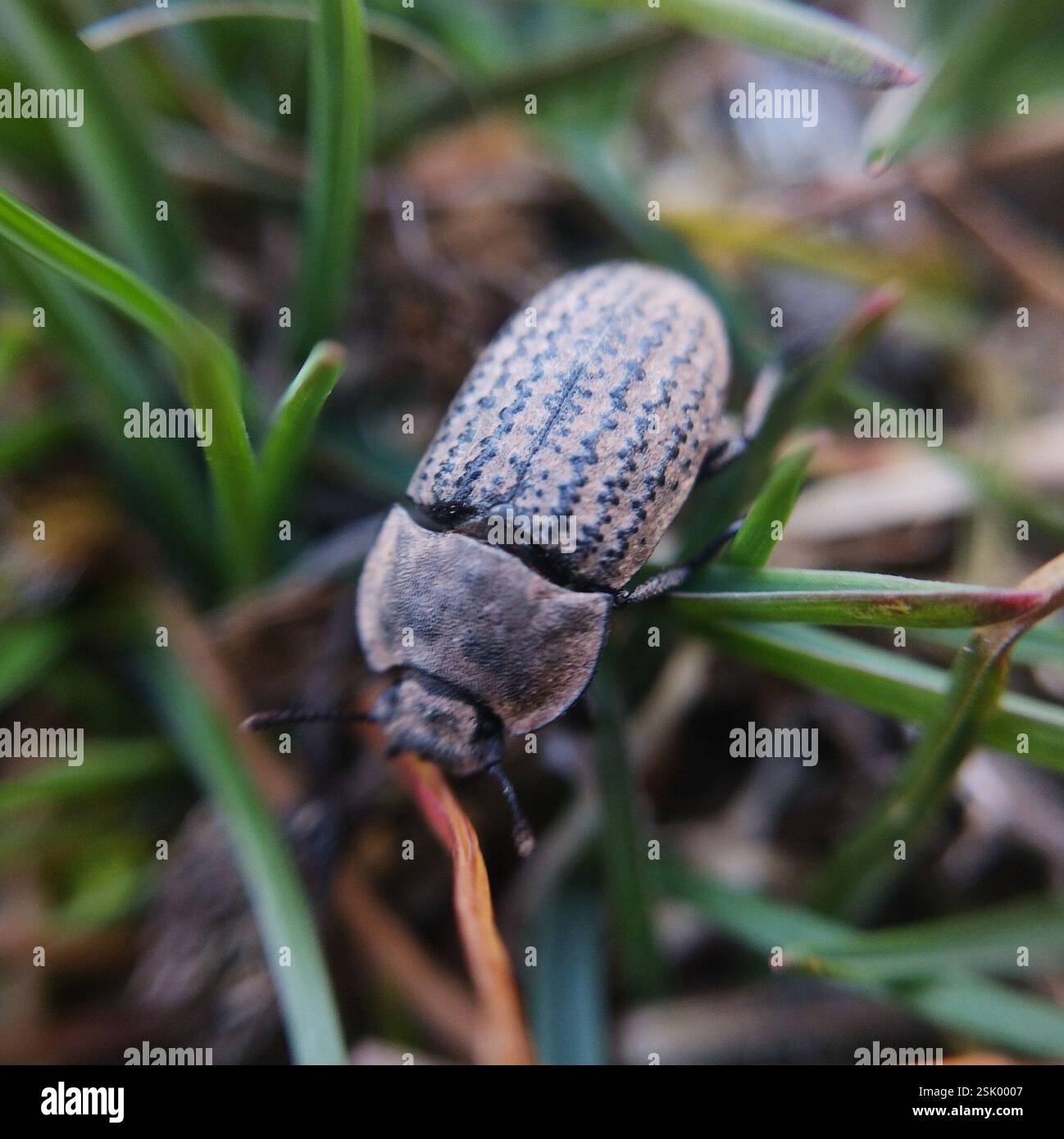 (Opatrum sabulosum), Insecta, 1137 Pancharevo, Bulgaria Stock Photo - Alamy