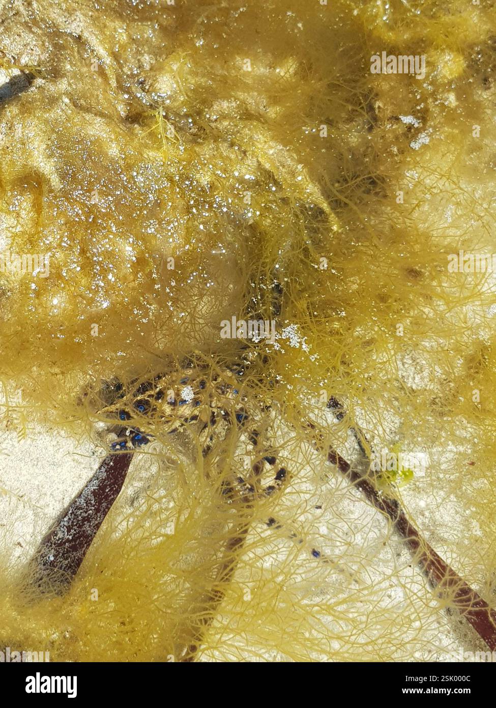 Lesser Blue-ringed Octopus (Hapalochlaena maculosa), Mollusca, Moonta ...