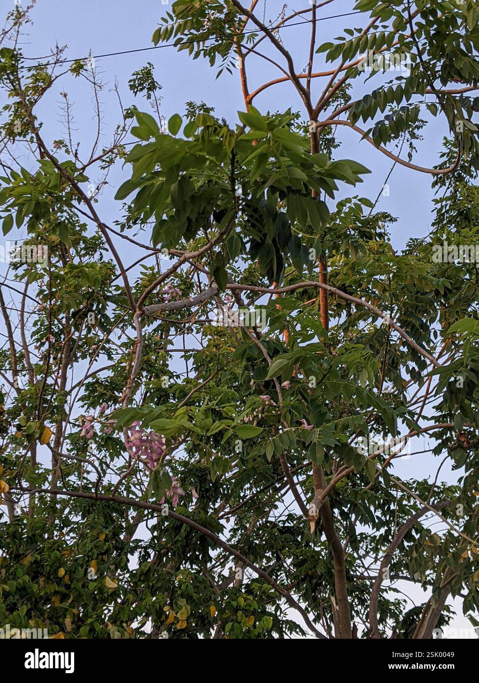 Fence Post Tree (Gliricidia sepium), Plantae, Moca, Dominican Republic ...