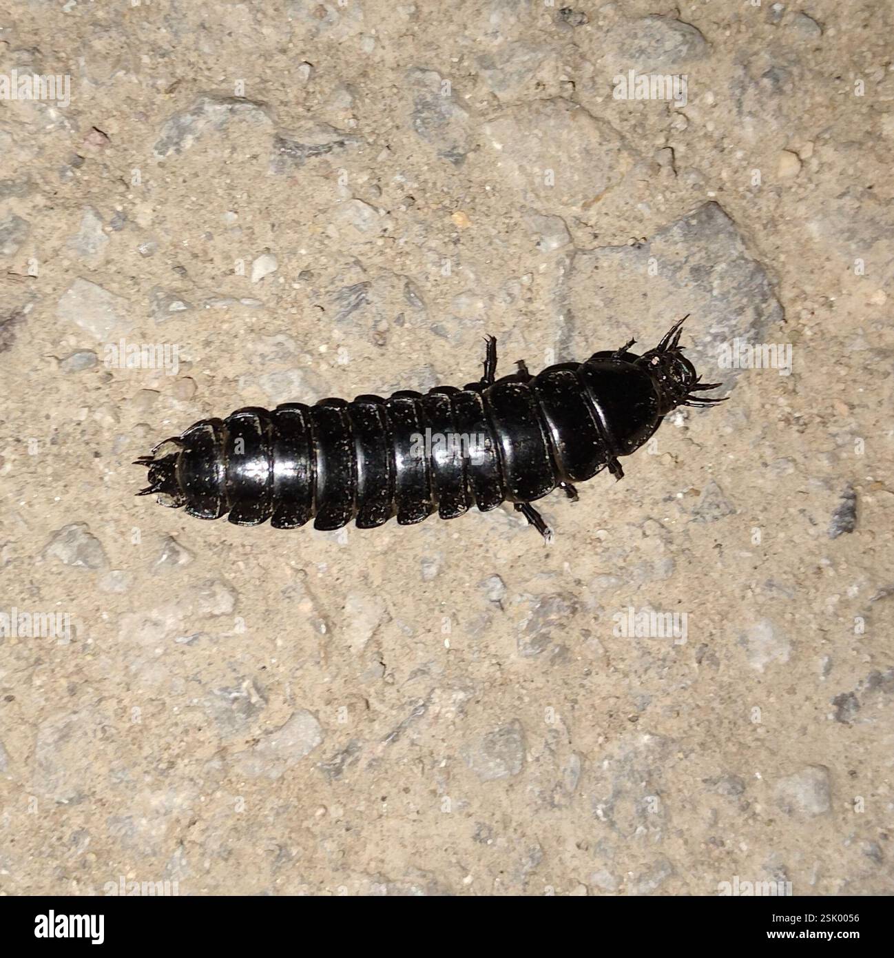Worm and Slug Hunters (Carabus), Insecta, Kosanin dol, Pancharevo ...