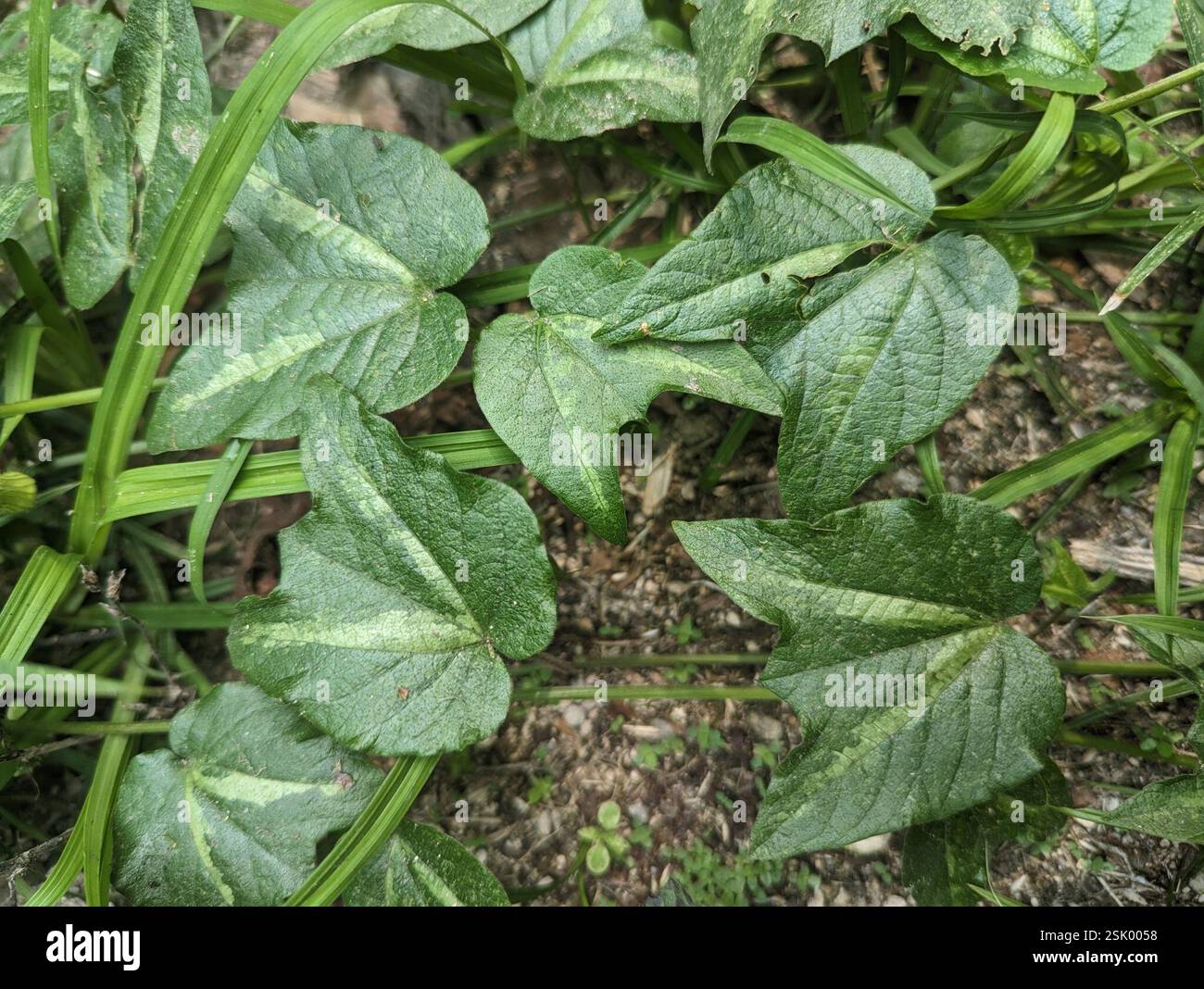 Passiflora capsularis hi-res stock photography and images - Alamy