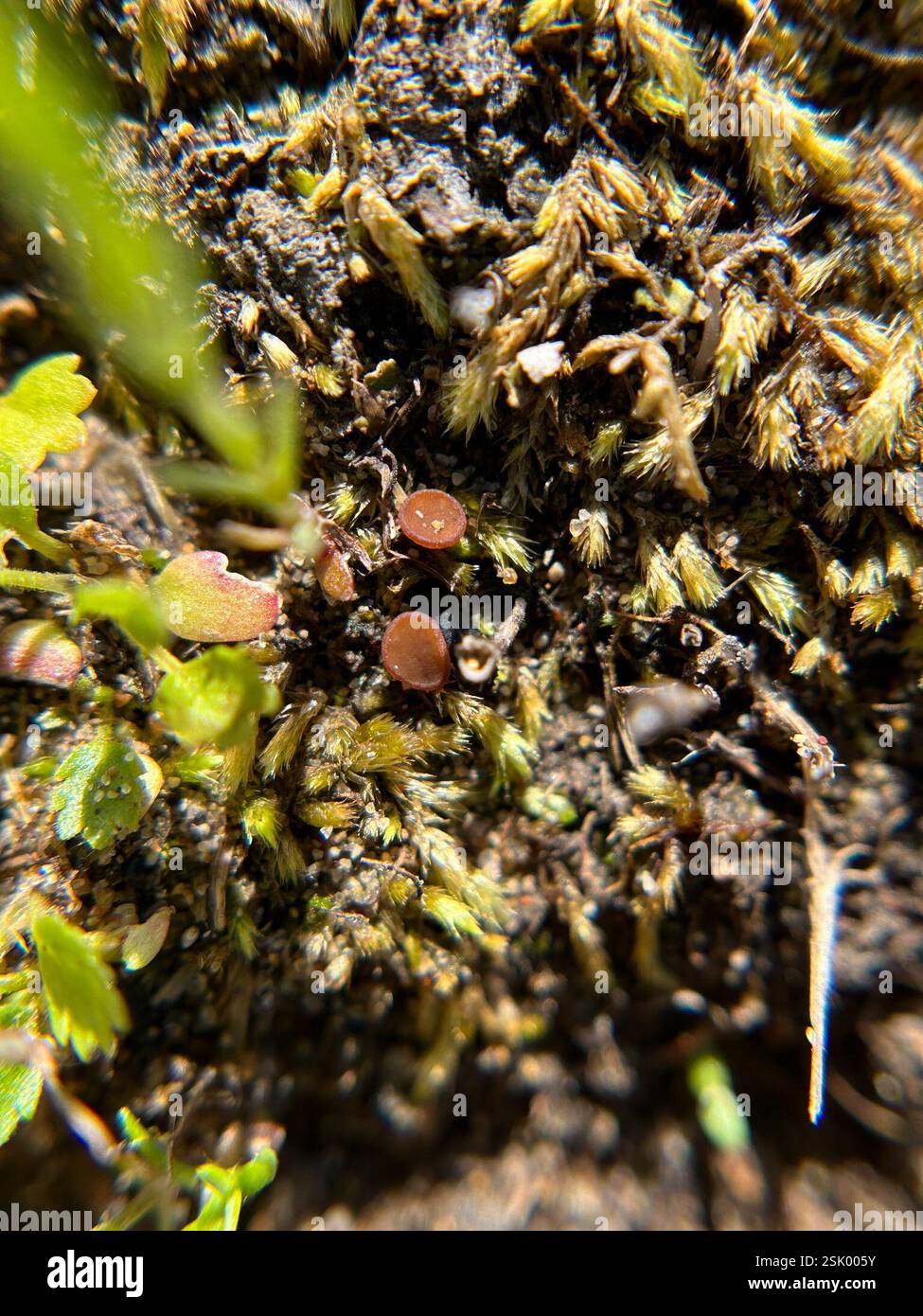 Operculate Ascomycetes (Pezizomycetes), Fungi, Monaña de Oro State Park ...