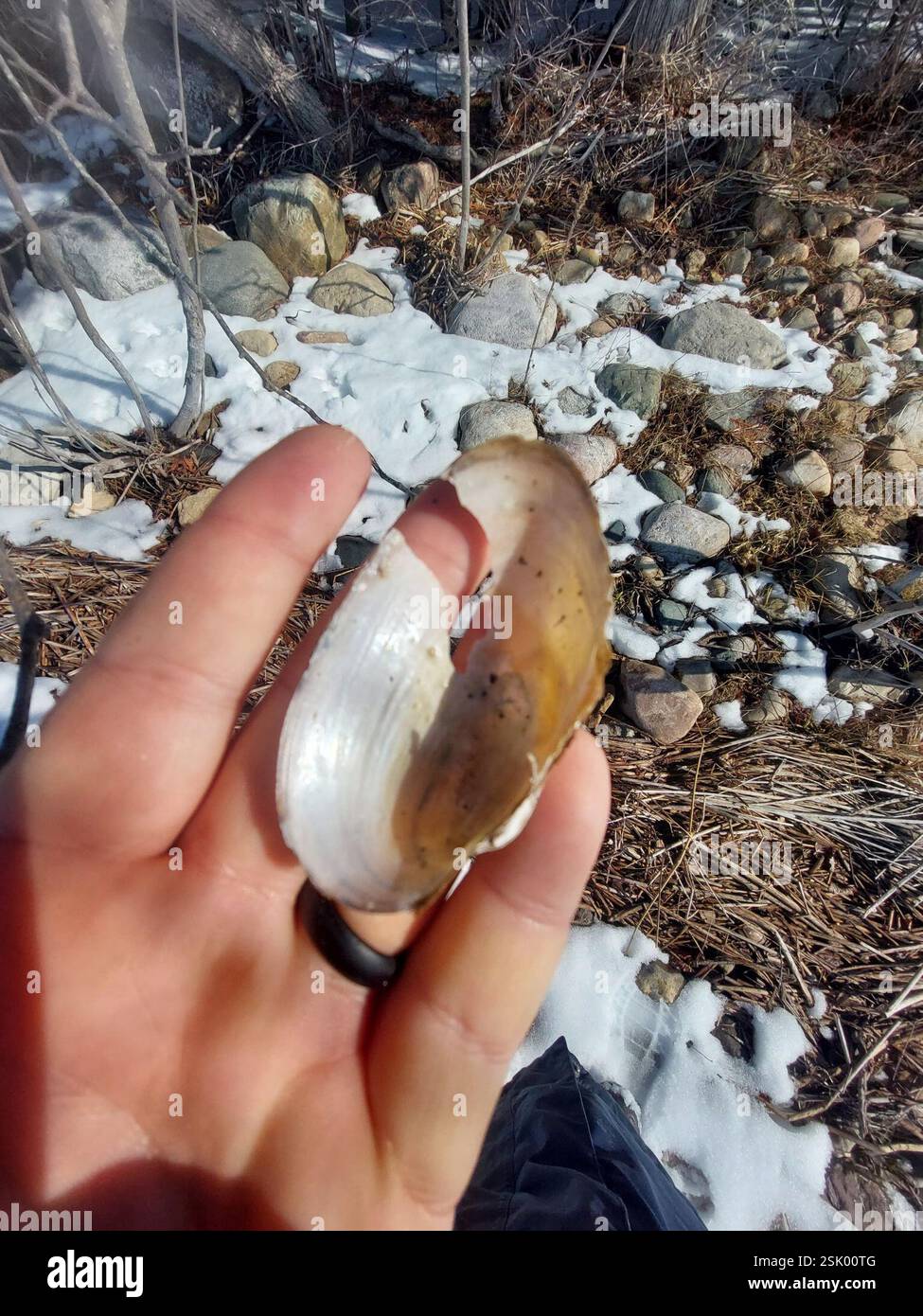 Giant Floater (Pyganodon grandis), Mollusca, Jocelyn, ON, Canada Stock ...