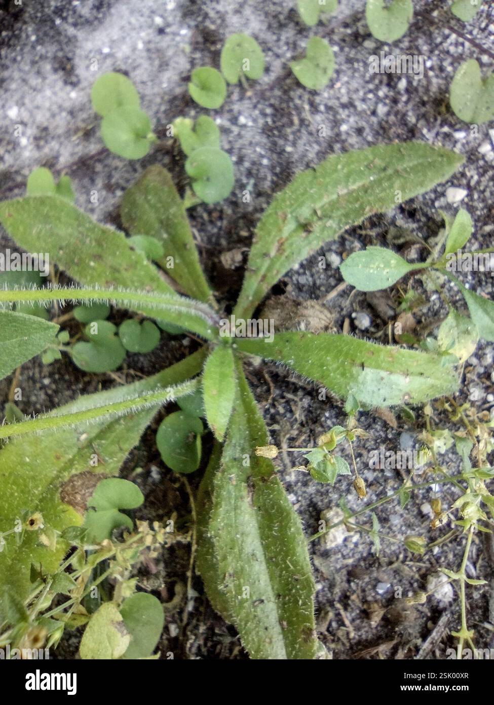 dwarf plantain (Plantago virginica), Plantae, Palm Coast, FL 32137, USA ...