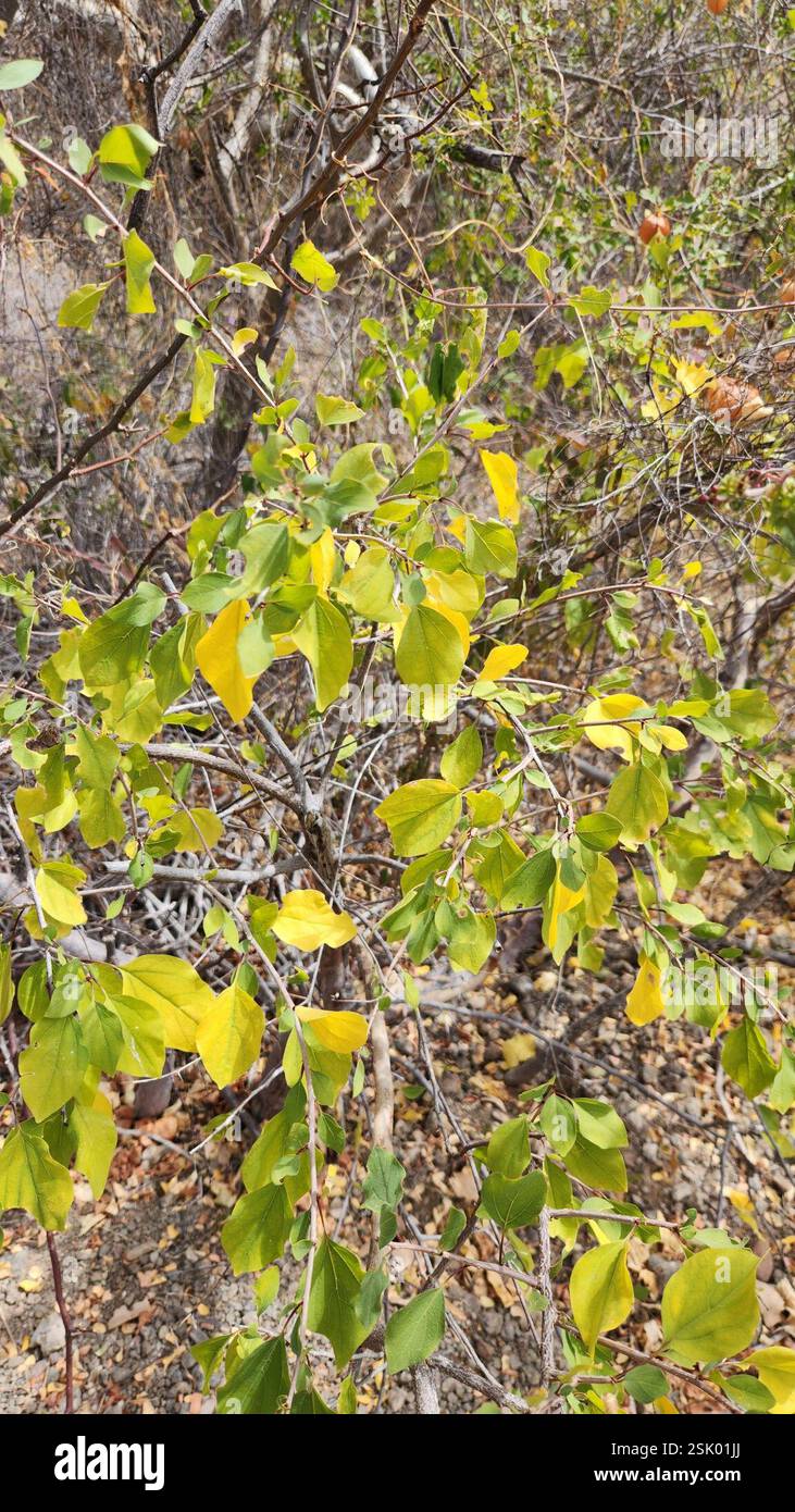 (Colubrina viridis), Plantae, Bahía de Loreto, Loreto, MX-BS, MX Stock ...