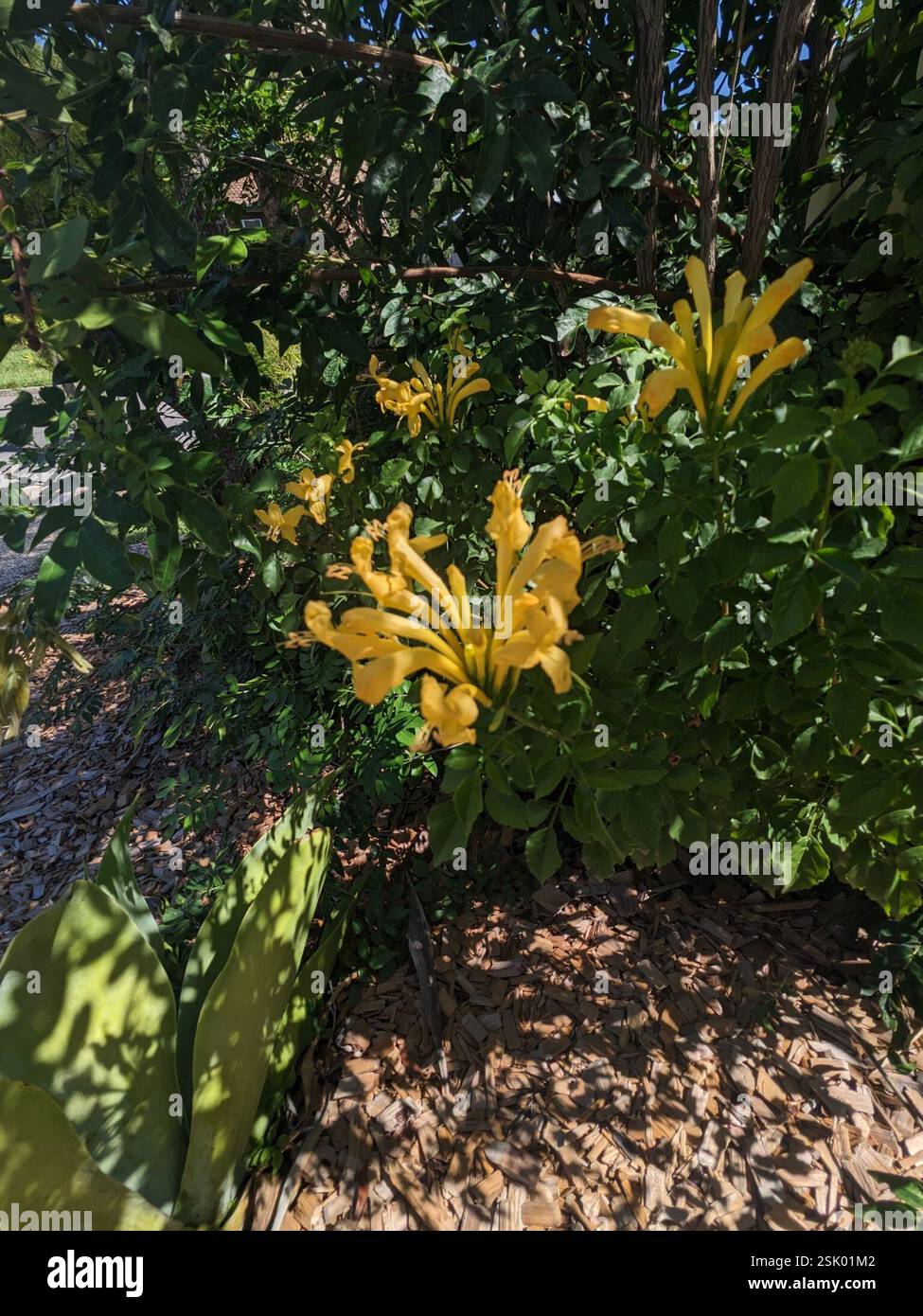 flowering plants (Angiospermae), Plantae, Bellmere QLD 4510, Australia ...