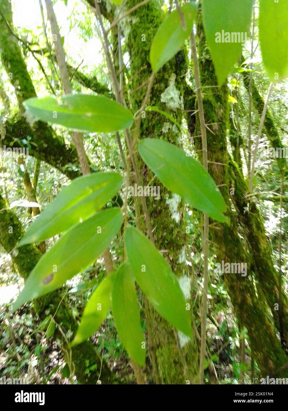 (Dasyphyllum spinescens), Plantae, 37000 Departamento de Cerro Largo ...