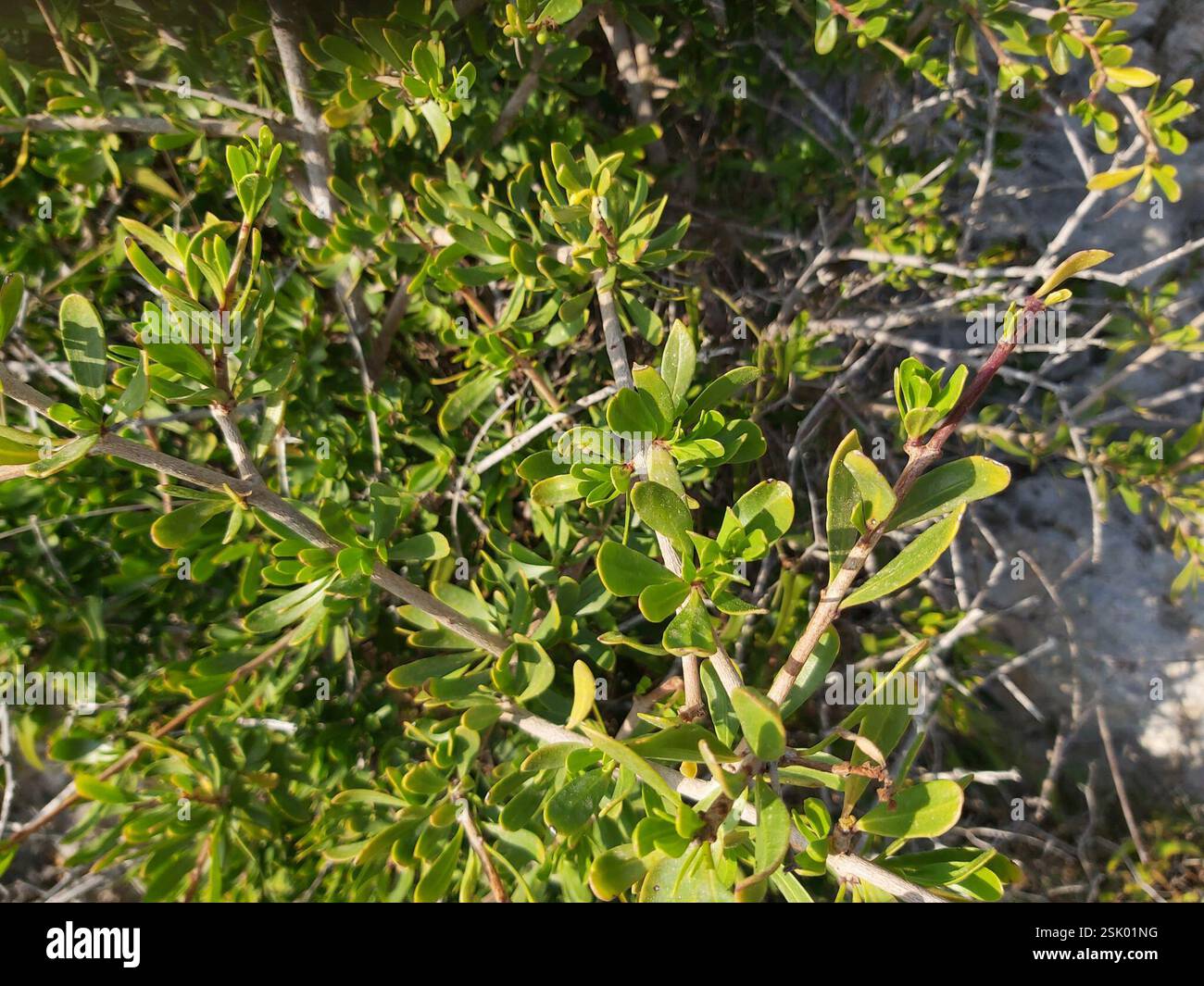 African wolfbane hi-res stock photography and images - Alamy