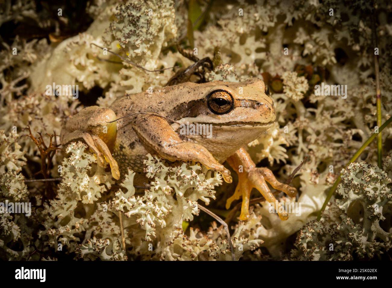 Brown Tree Frog (Litoria ewingii), Amphibia, Braxton, New Zealand Stock ...