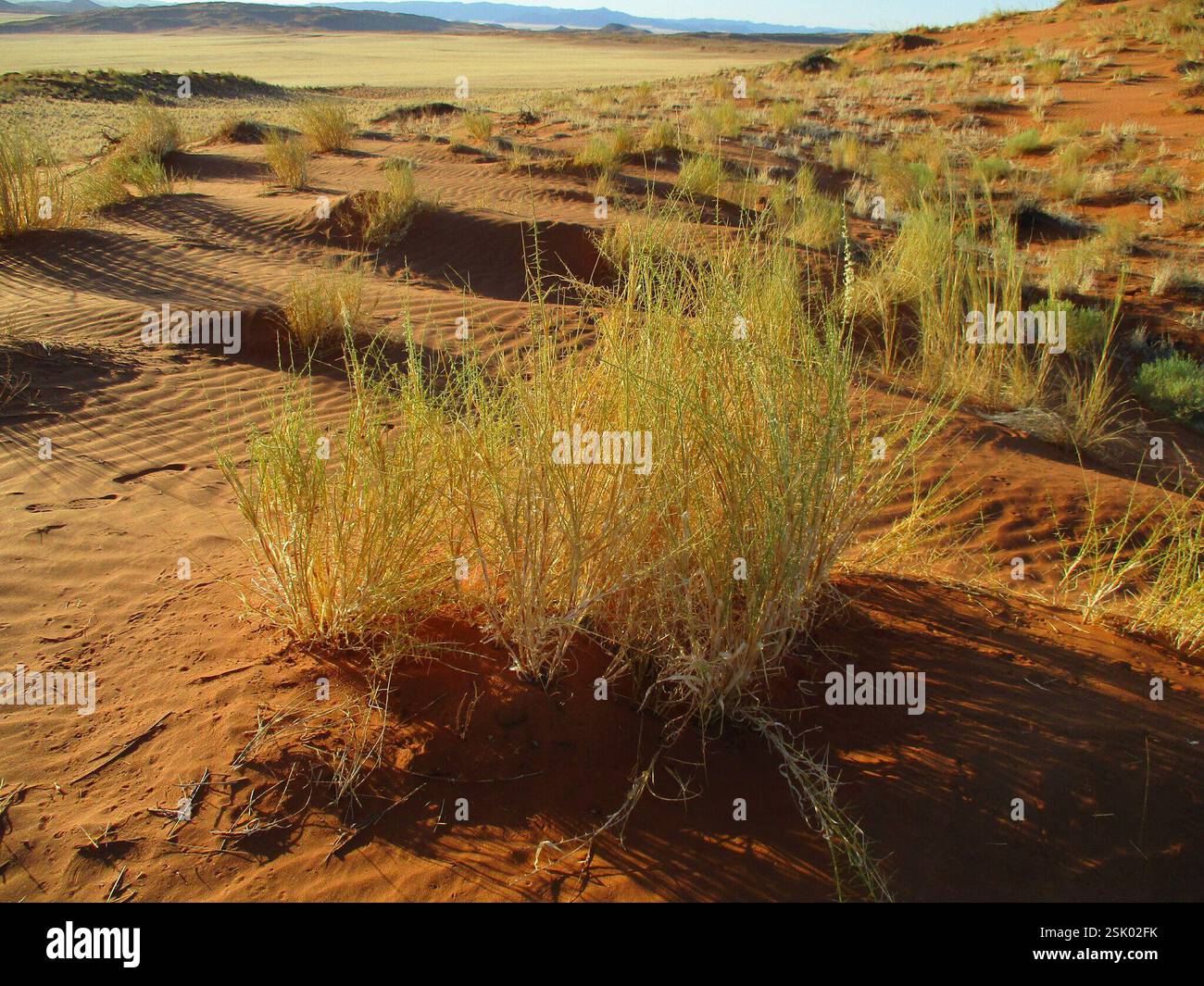 Spiny Love Grass (Cladoraphis spinosa), Plantae, Erongo Region, Namibia ...
