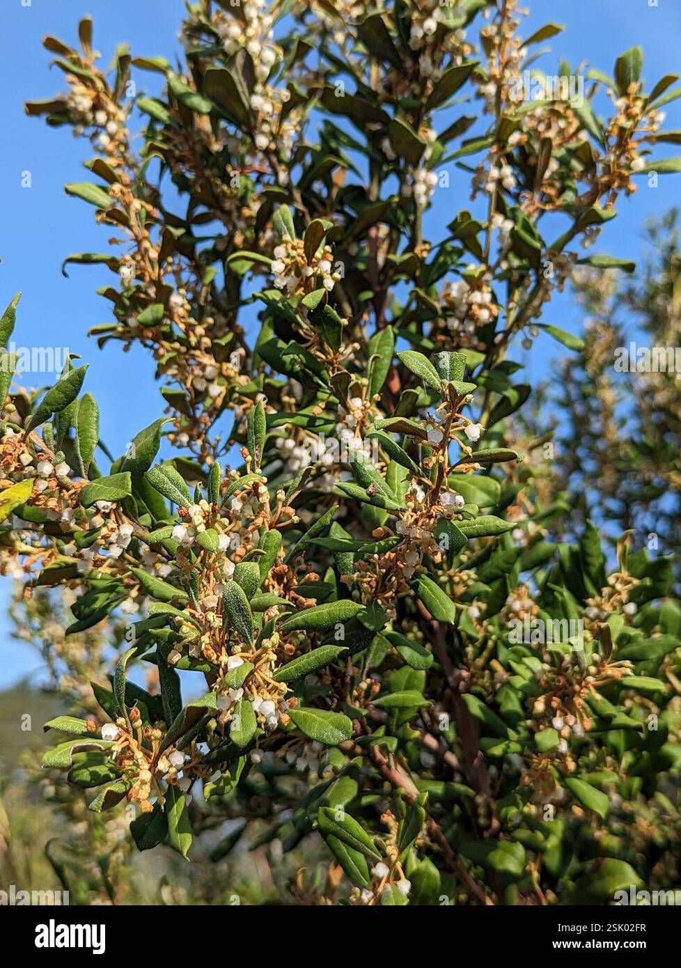 rusty staggerbush (Lyonia ferruginea), Plantae, Daytona Beach, FL 32124 ...