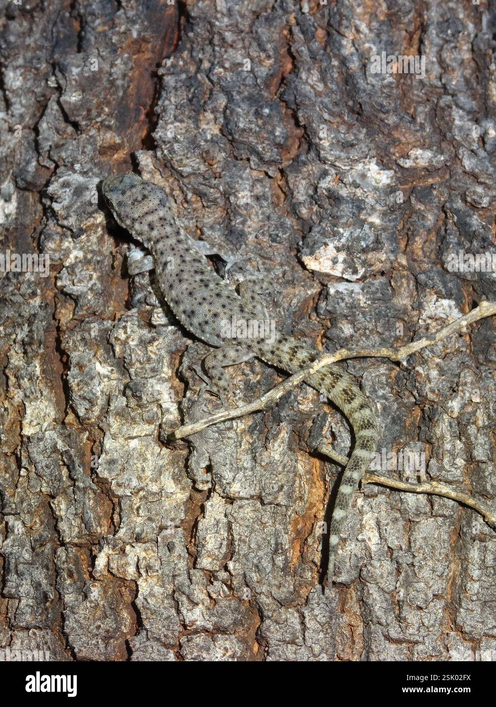 Common Prickly Gecko (Heteronotia binoei), Reptilia, Oxford QLD 4742 ...