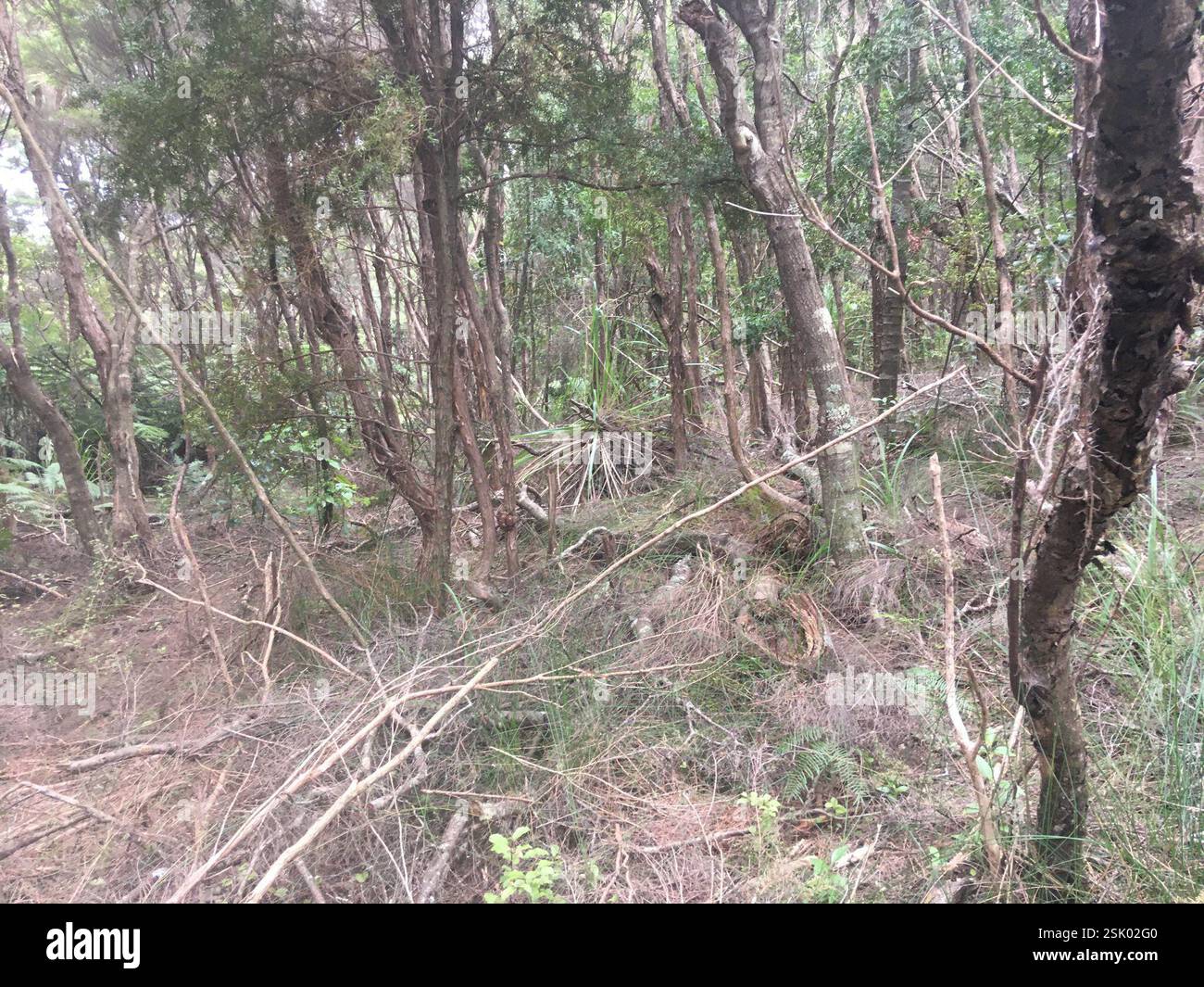 Giant cutty grass (Gahnia xanthocarpa), Plantae, TRPUA Tanekaha Ridge ...