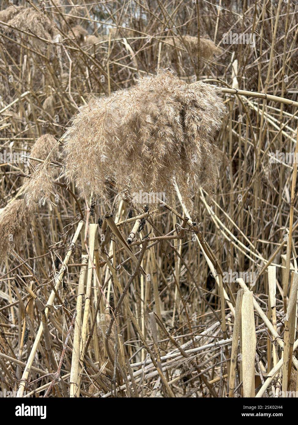 common reed (Phragmites australis), Plantae, Neponset River Trail ...