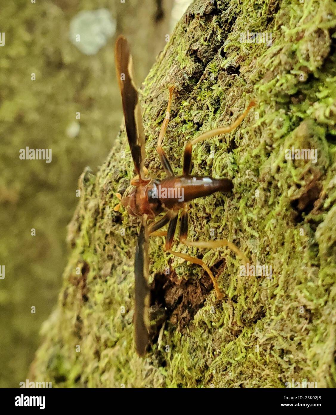 Pyrgota hi-res stock photography and images - Alamy