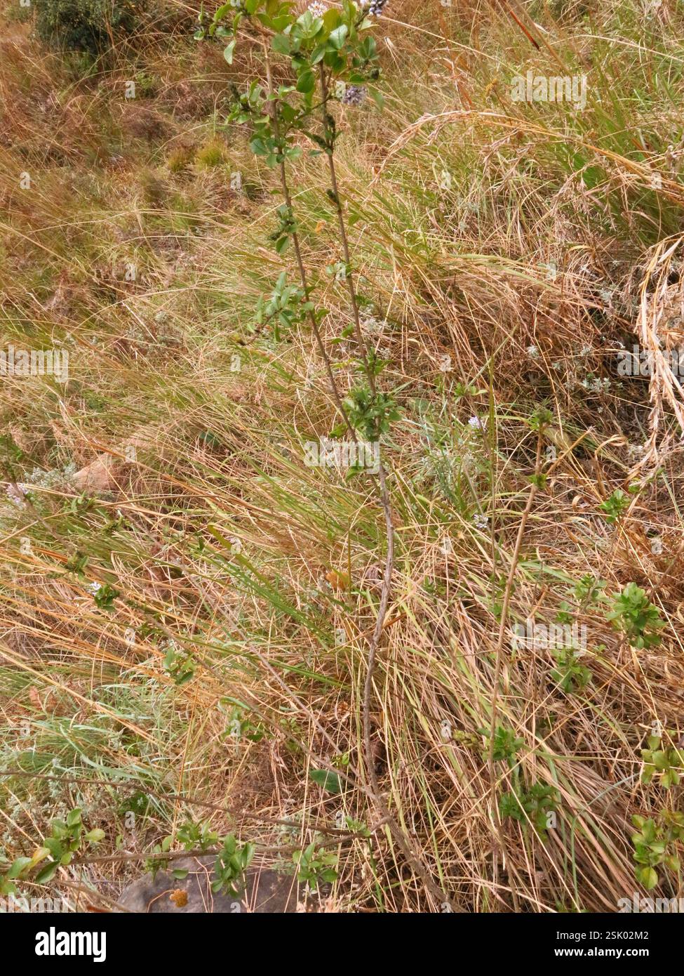 (Psoralea fumea), Plantae, Giants Castle Game Reserve, South Africa ...