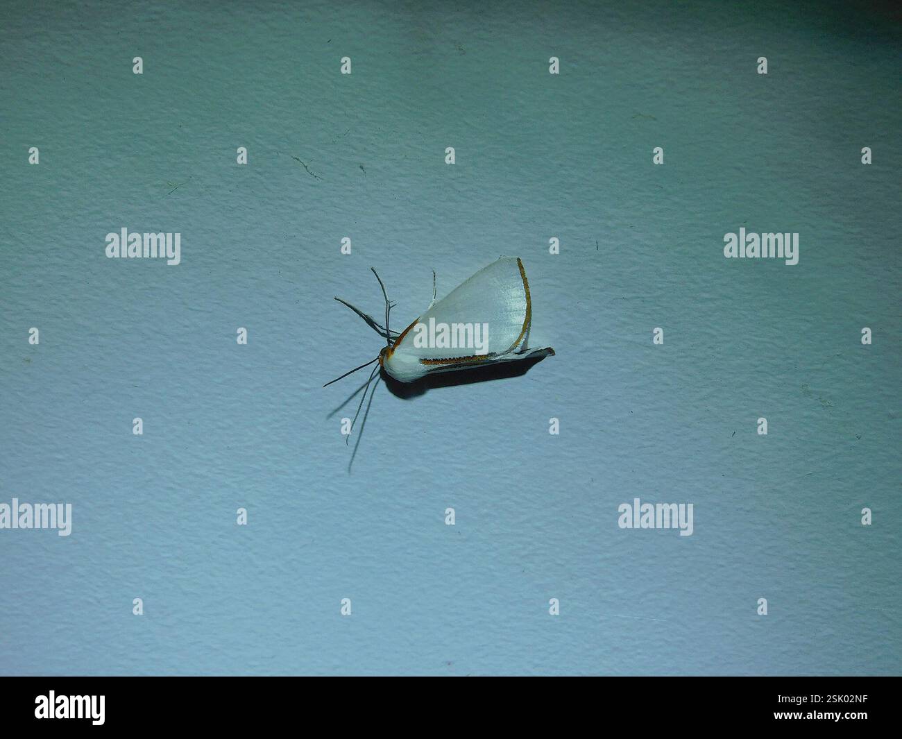 Orange-rimmed Satin Moth (Thalaina selenaea), Insecta, Hobart TAS ...