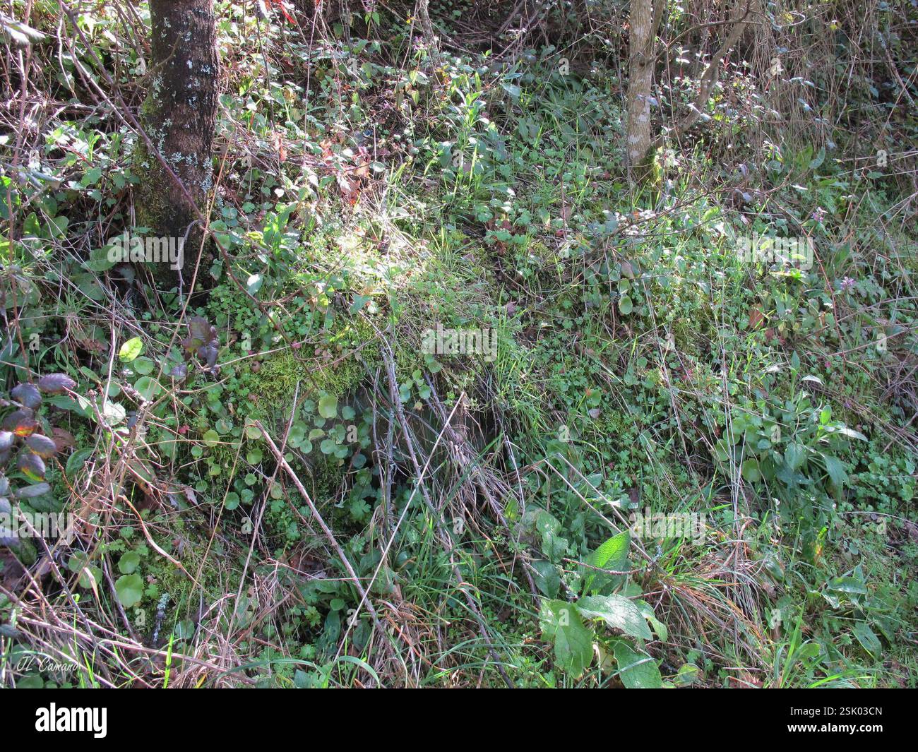 Rough-stalked Feather-moss (Brachythecium rutabulum), Plantae ...