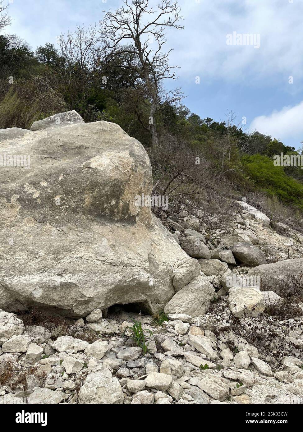 buttonbush (Cephalanthus occidentalis), Plantae, Belton Lake, Killeen ...