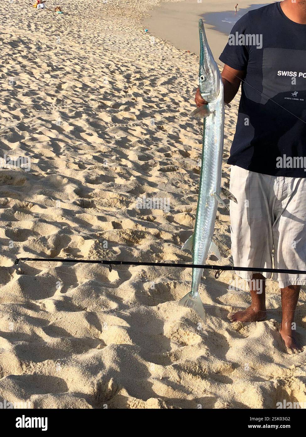 Mexican Needlefish (Tylosurus fodiator), Actinopterygii, MX Stock Photo ...