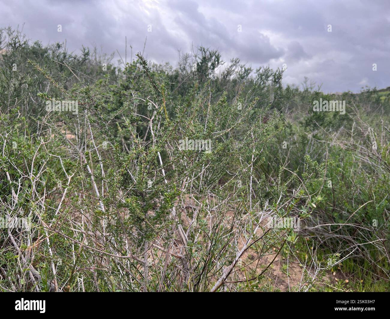 chamise (Adenostoma fasciculatum), Plantae, Orange County, CA, USA ...