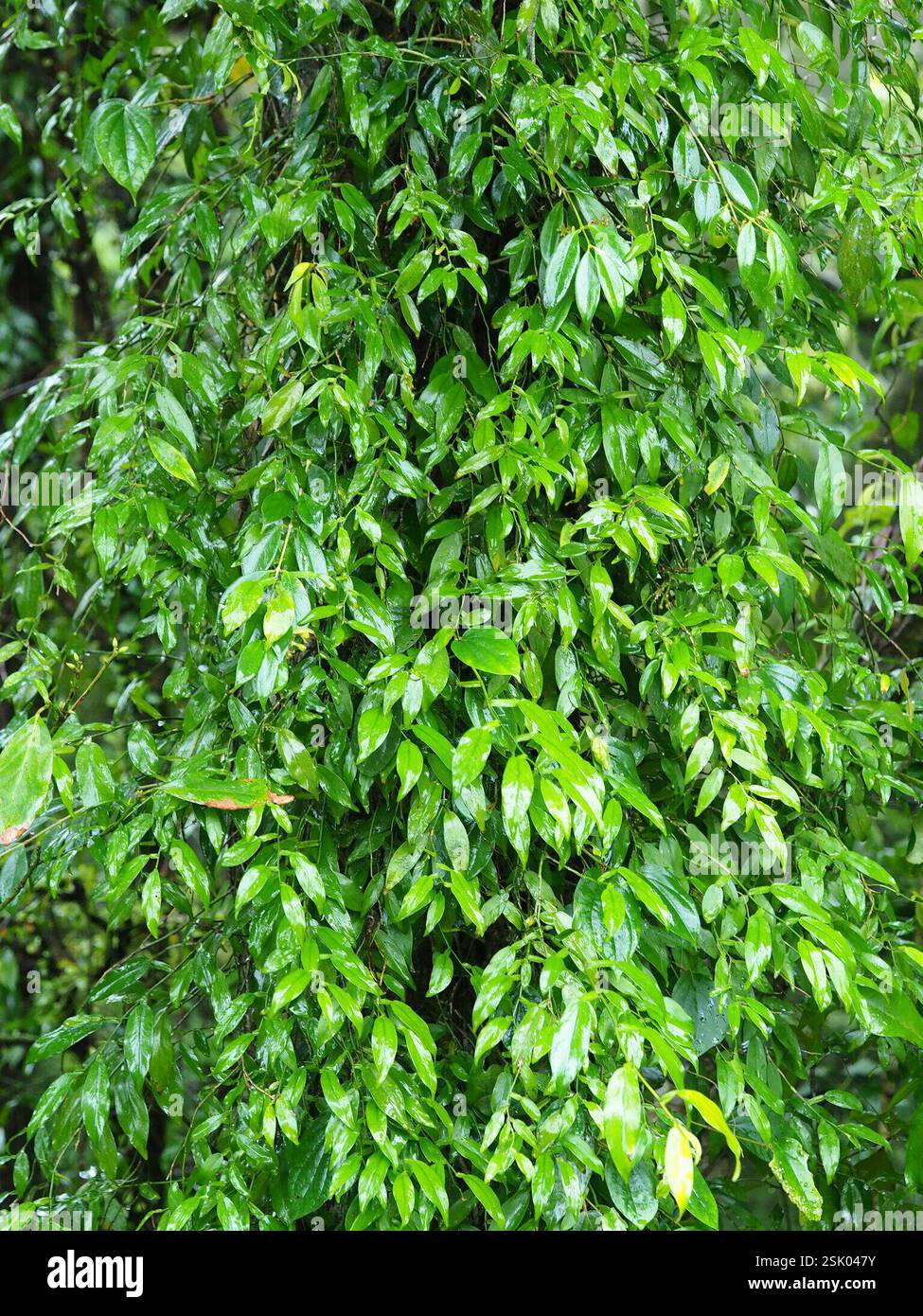 Chinese Pothos (Pothos chinensis), Plantae, 台灣新北市 Stock Photo - Alamy