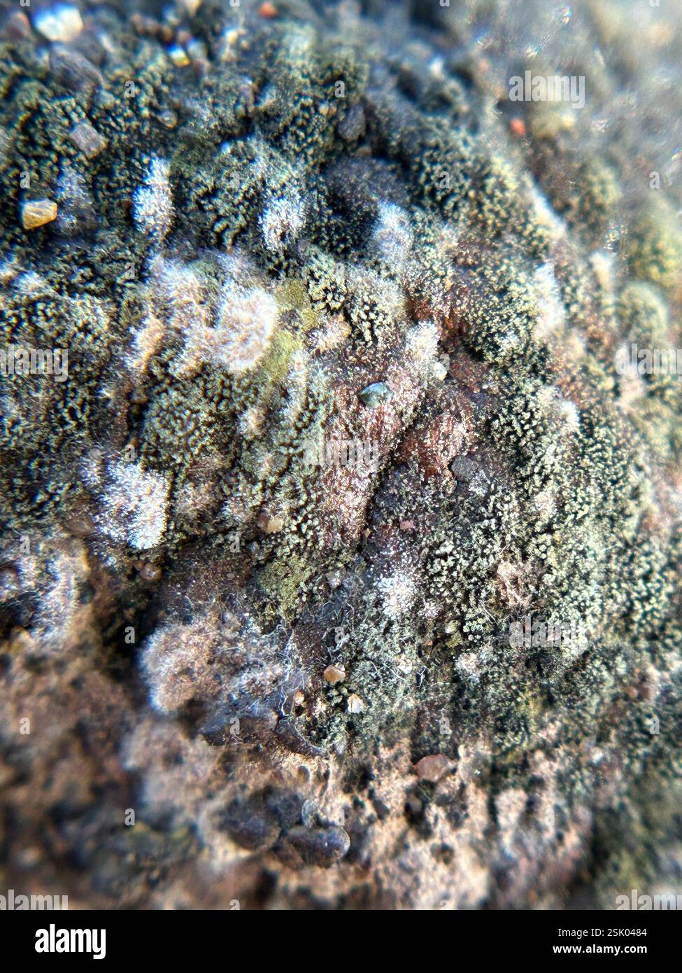 Fungi Including Lichens (Fungi), Fungi, Moonstone Beach Dr, Cambria, CA ...