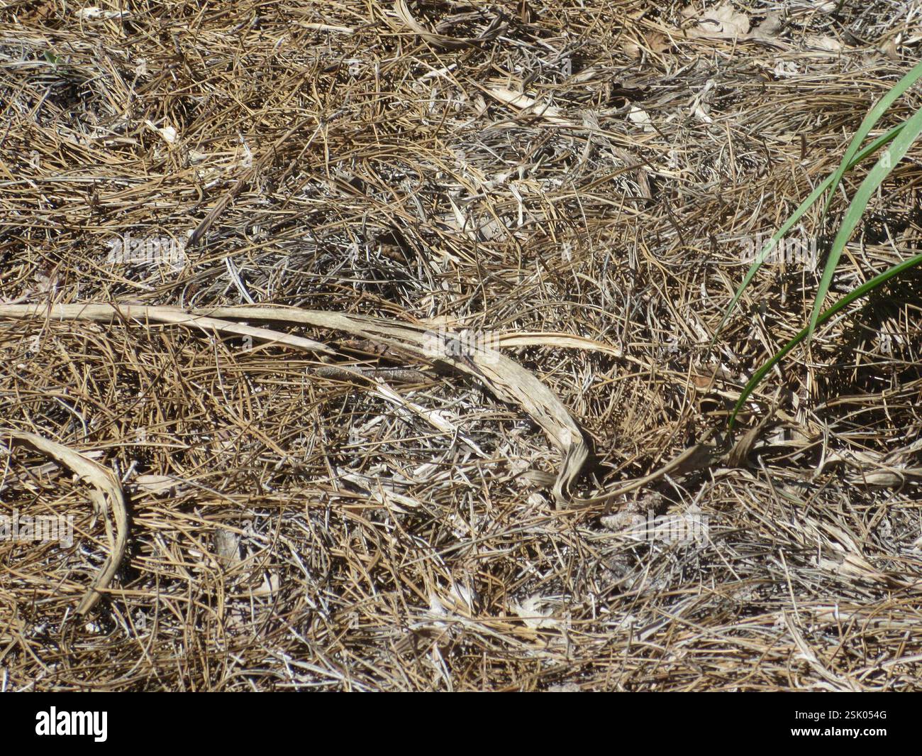 Blue Corporal (Ladona deplanata), Insecta, Coastal Georgia Botanical ...