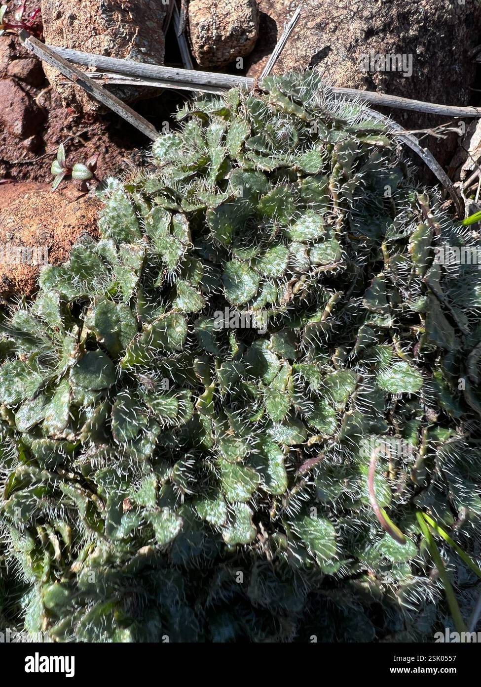 Waldo Rockcress (Arabis aculeolata), Plantae, Josephine County, OR, USA ...