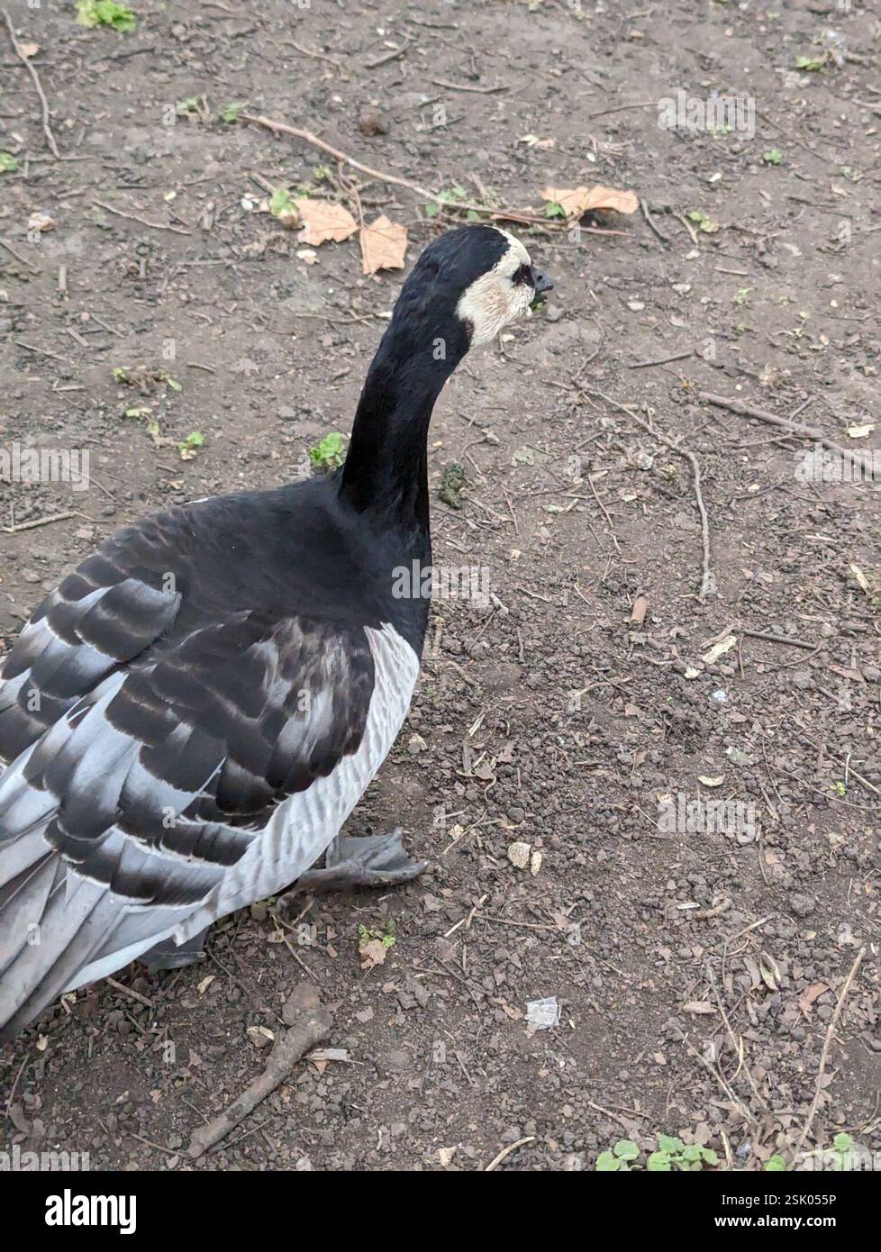 Barnacle Goose (Branta leucopsis), Aves, London SW1A 2BJ, UK Stock ...