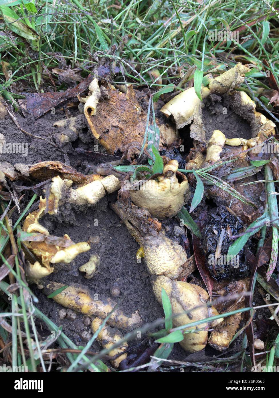 Onion Earthball (Scleroderma cepa), Fungi, Victoria, AU, Several ...