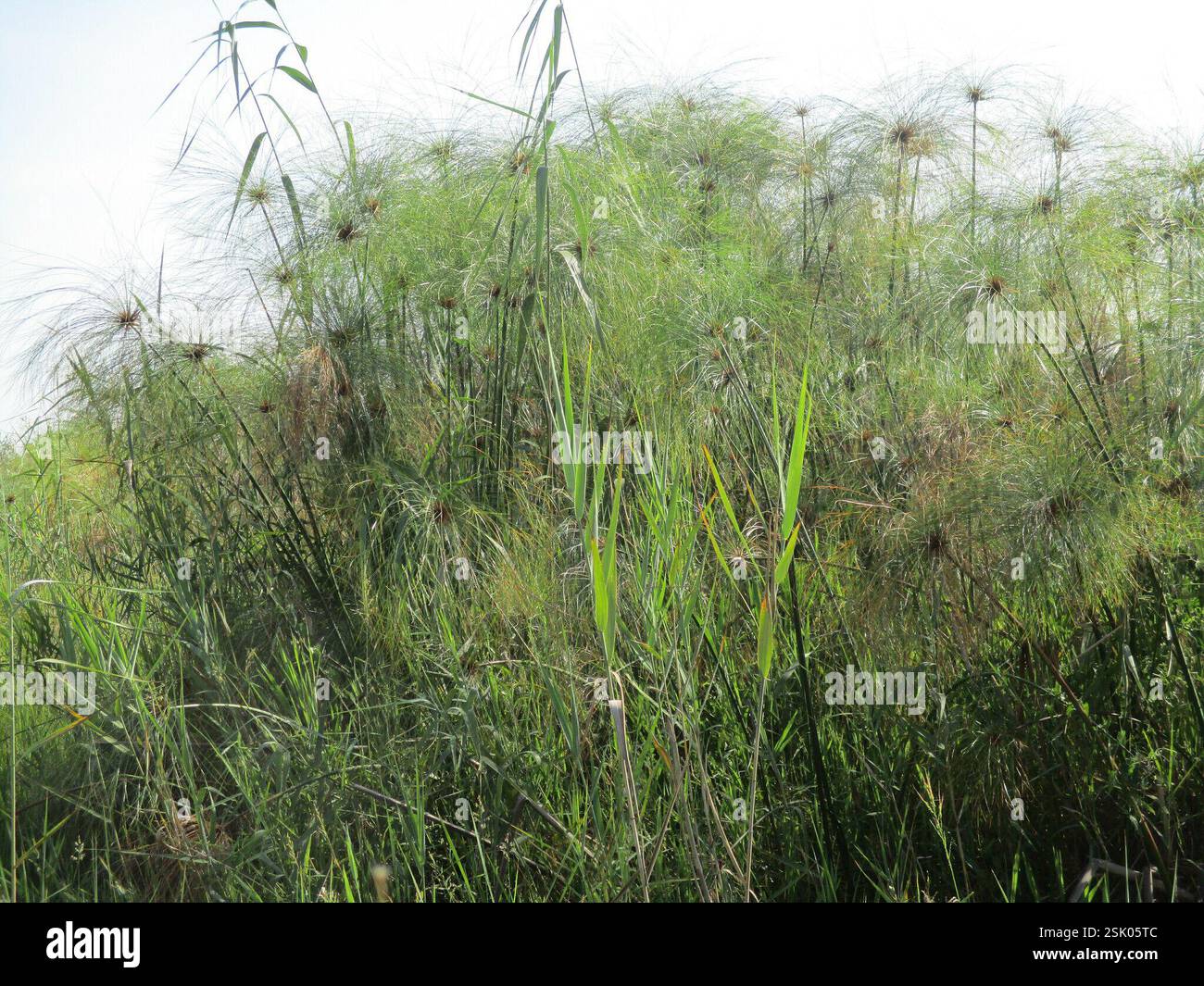 Papyrus sedge (Cyperus papyrus), Plantae, Zambezi Region, Namibia Stock ...