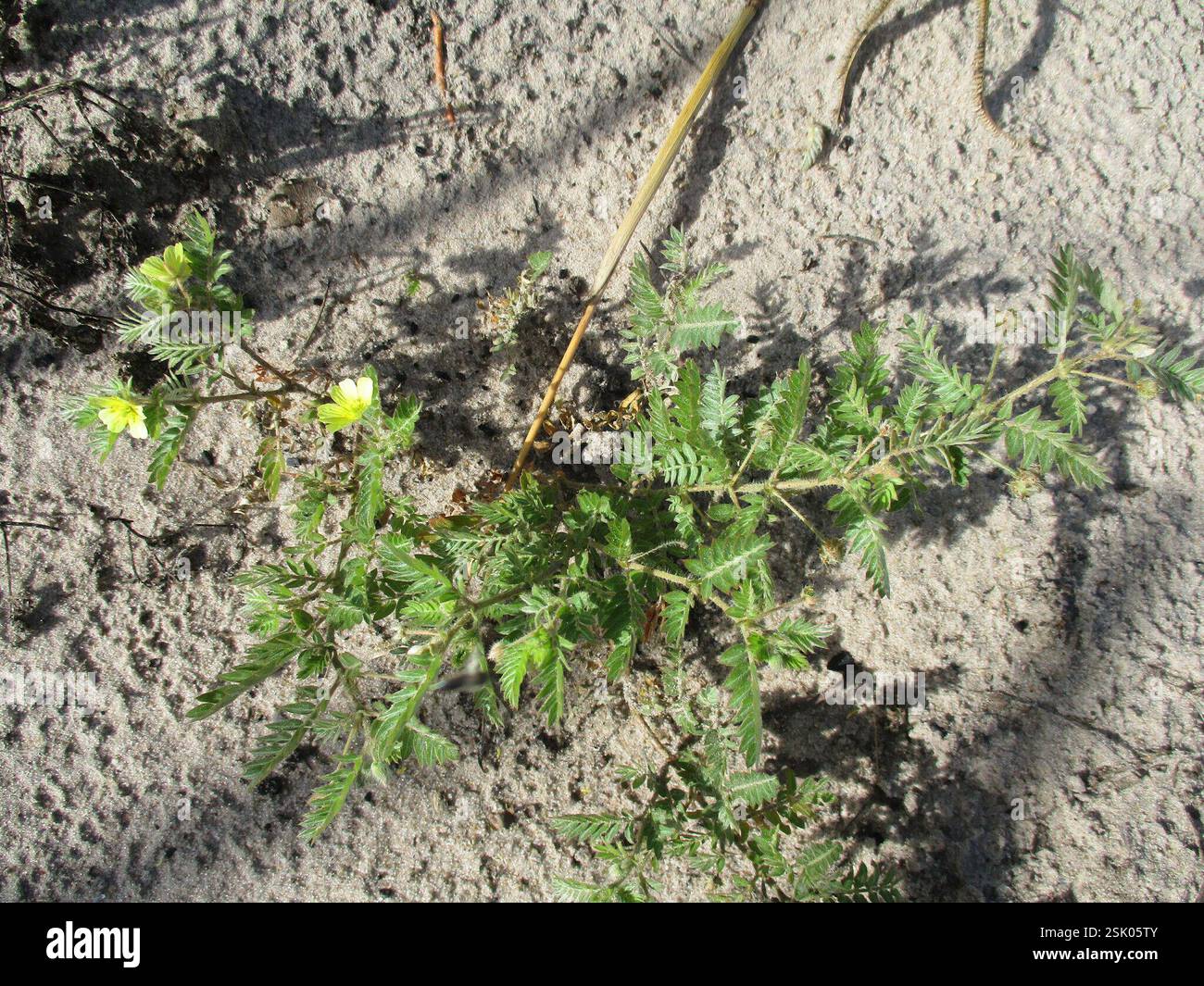 puncture vine (Tribulus terrestris), Plantae, Zambezi Region, Namibia ...
