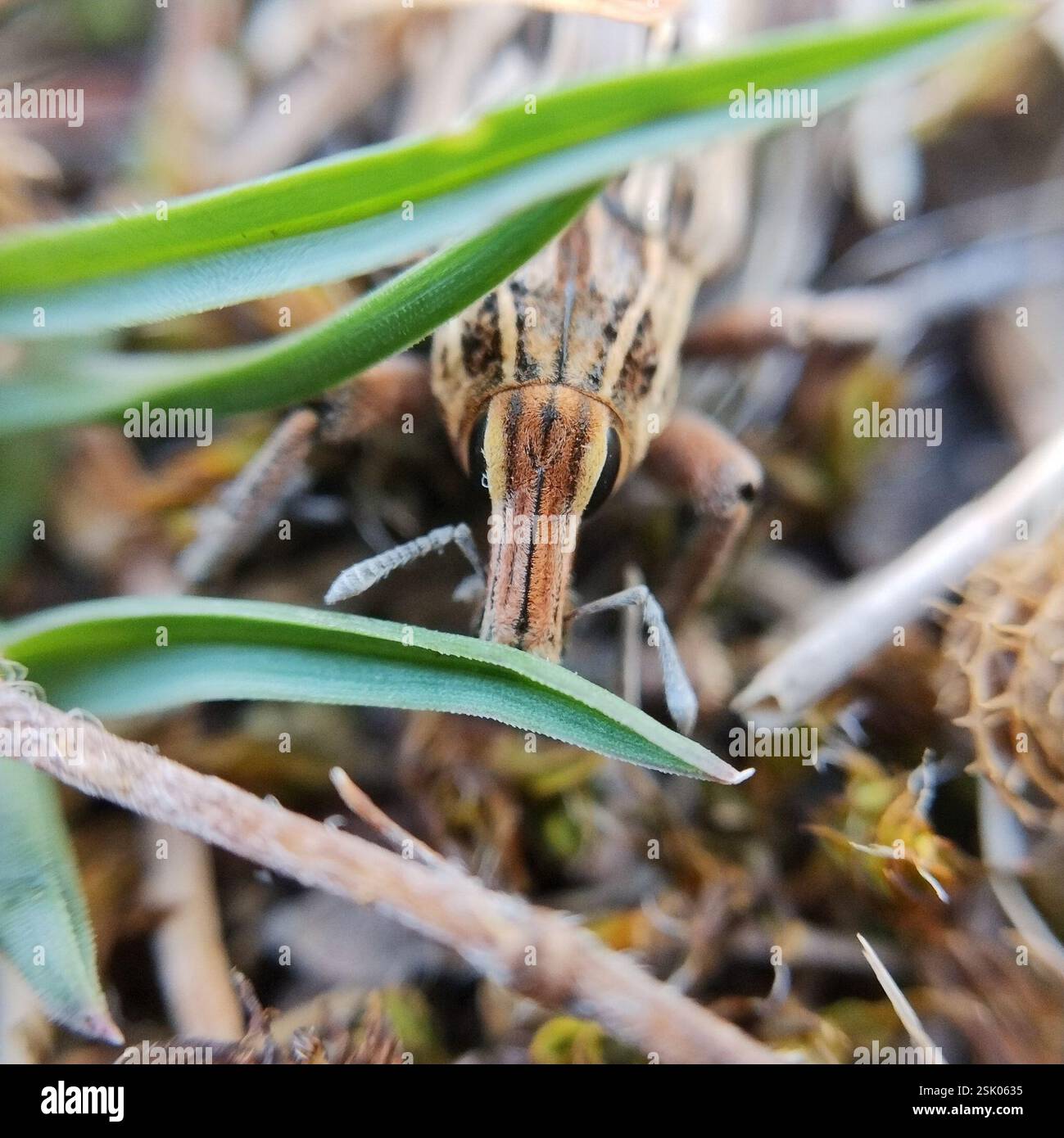 (Coniocleonus nigrosuturatus), Insecta, 1137 Pancharevo, Bulgaria Stock ...