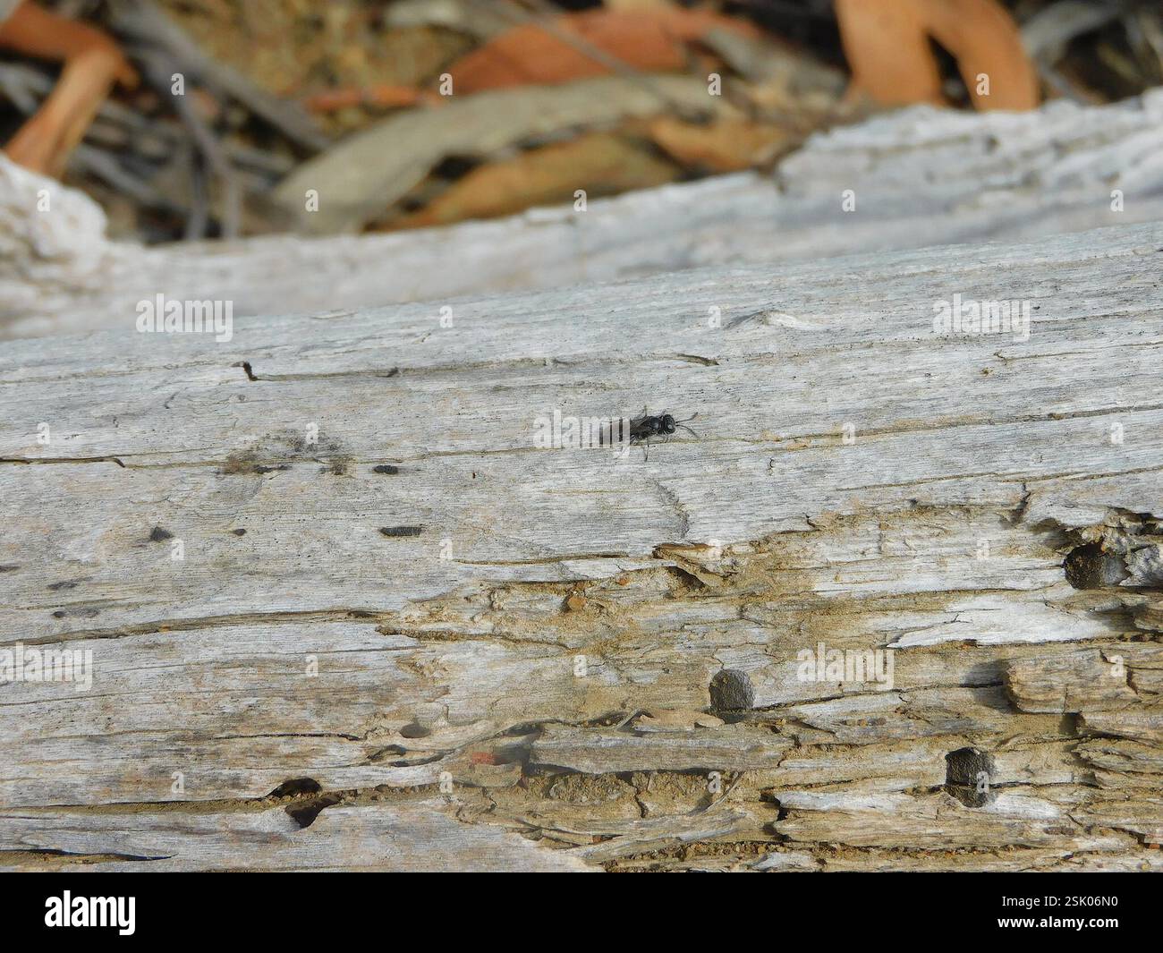 Bees and Apoid Wasps (Apoidea), Insecta, Hobart TAS, Australia Stock ...