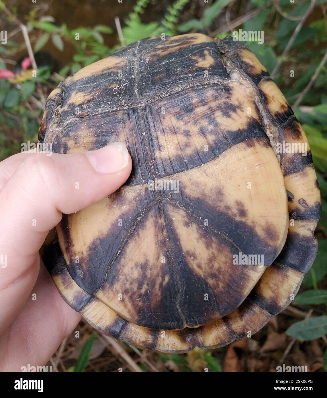 Gulf Coast Box Turtle (Terrapene carolina major), Reptilia, Florida, US ...