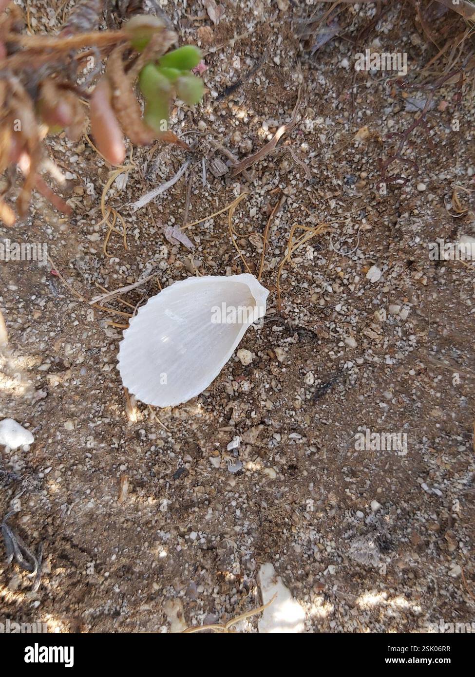 Spiny lima hi-res stock photography and images - Alamy