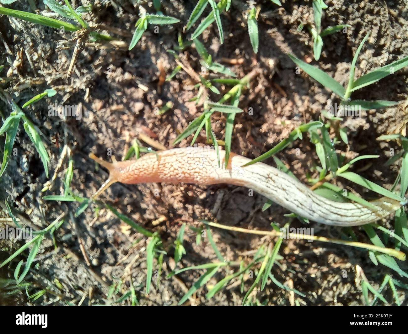 African Banana Slug (Elisolimax flavescens), Mollusca, Jozini Local ...