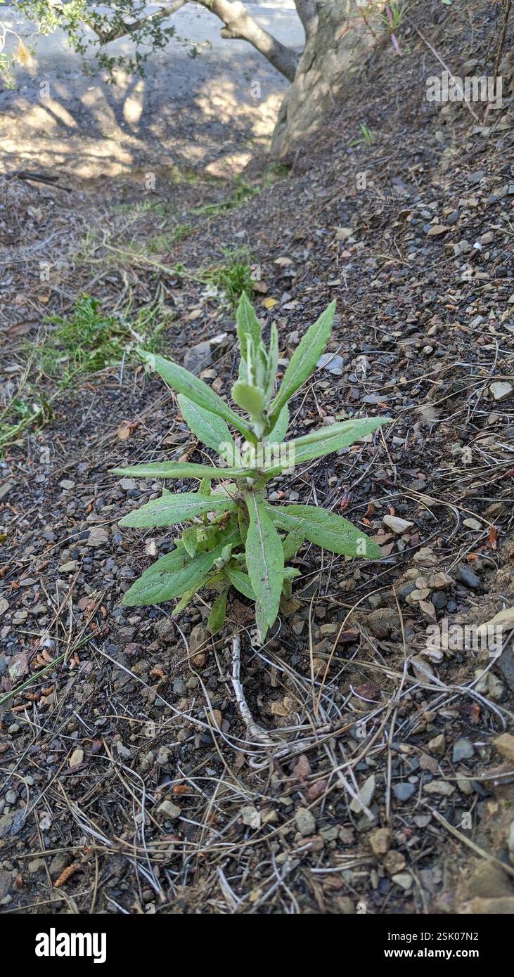 rabbit-tobaccos (Pseudognaphalium), Plantae, Los Angeles, California ...
