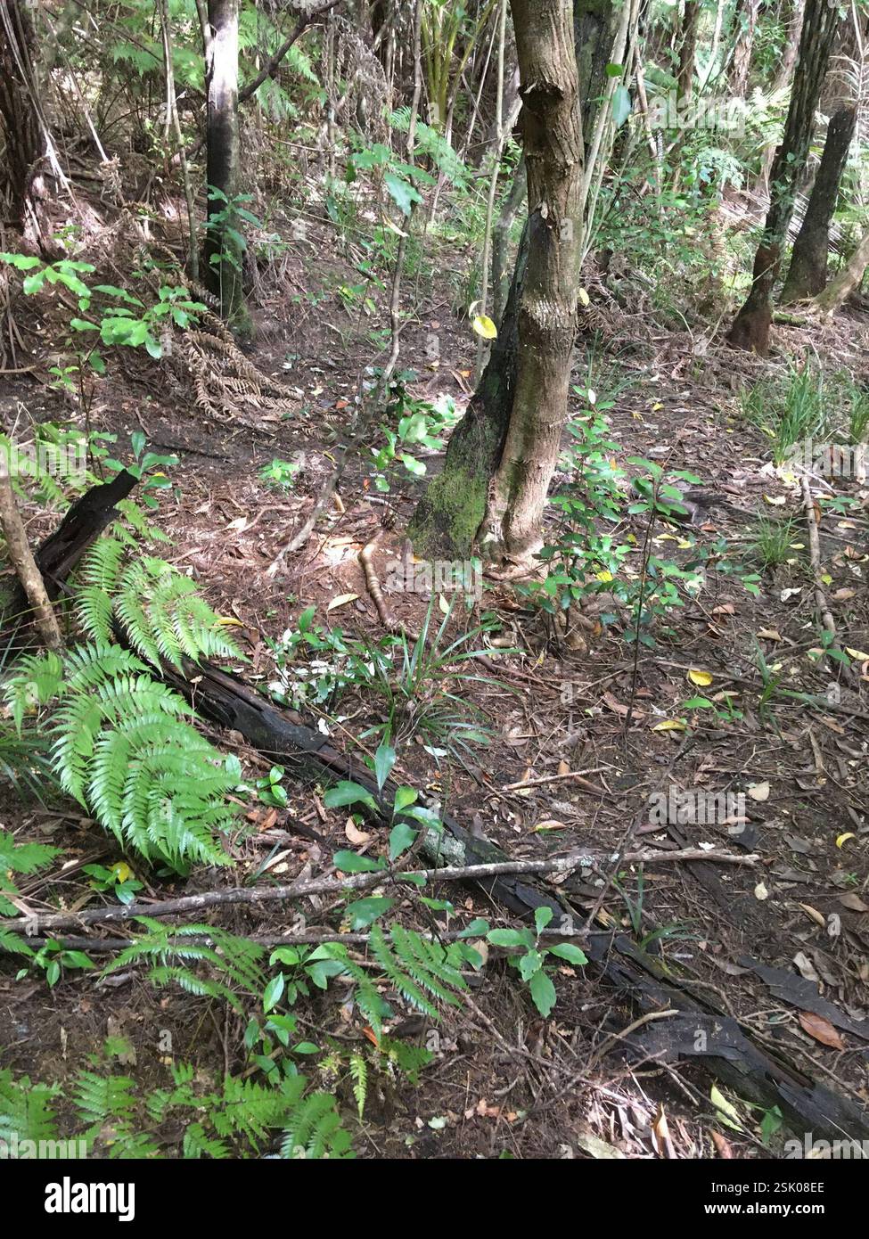 Pigeonwood (Hedycarya arborea), Plantae, RRPUTCAN Rimu Ridge, Eskdale ...