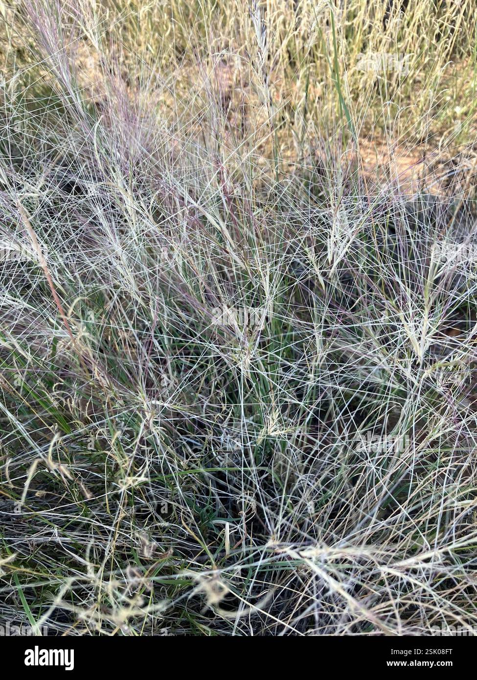 burrograss (Scleropogon brevifolius), Plantae, San Bernardino County ...