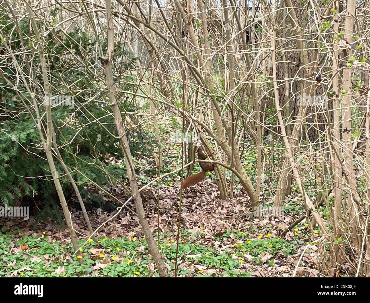 Eurasian Red Squirrel (Sciurus vulgaris), Mammalia, Tiergarten, Berlin ...
