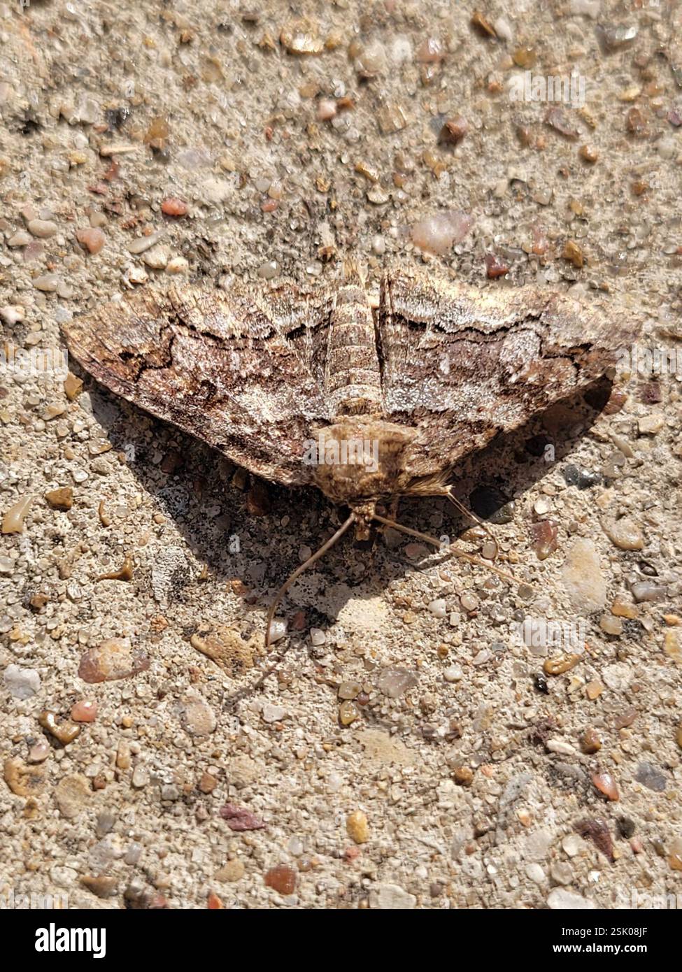 (Ennominae), Insecta, Ellis County, US-TX, US Stock Photo - Alamy