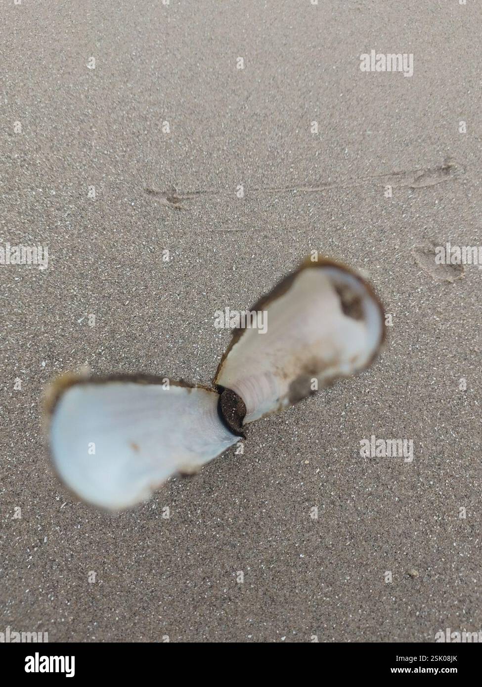 Pod Razor (Ensis siliqua), Mollusca, Pleasure Beach, Blackpool FY4 1BB ...